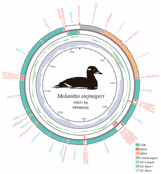 Google Groups Siberian Mouse