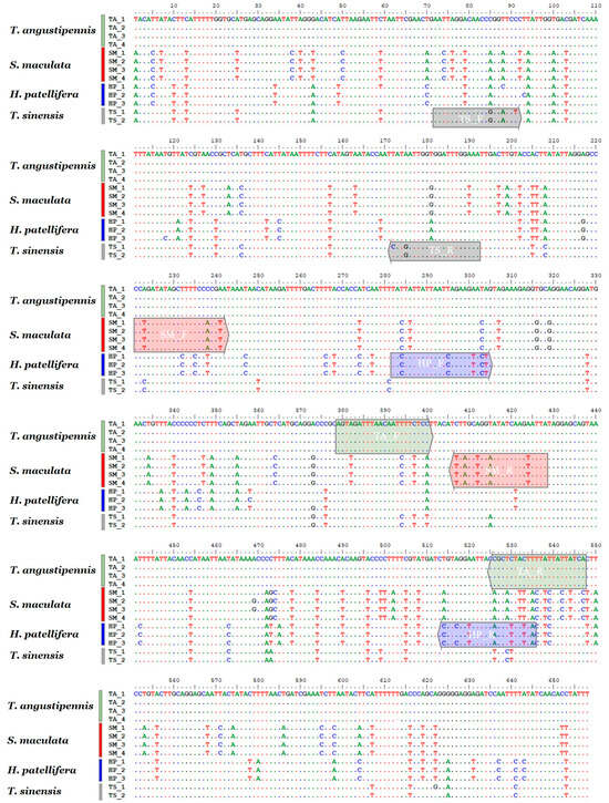 Rapid Diagnostic PCR Assay Method for Species Identification of ...