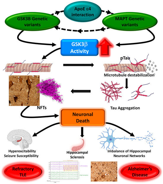 Synergistic Effect between the APOE ε4 Allele with Genetic Variants of GSK3B and MAPT ...