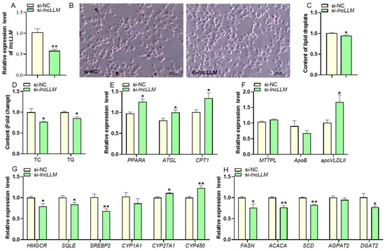 LncRNA lncLLM Facilitates Lipid Deposition by Promoting the ...