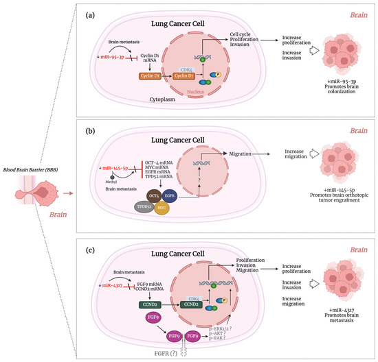 MicroRNAs in Lung Cancer Brain Metastasis