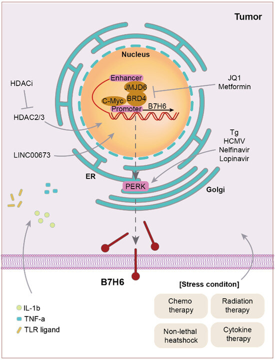 Harnessing B7-H6 for Anticancer Immunotherapy: Expression, Pathways ...