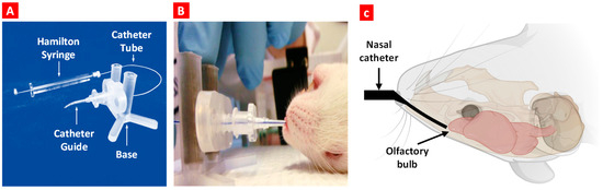 In Vivo Evaluation of Nose-to-Brain Delivery of Liposomal Donepezil ...