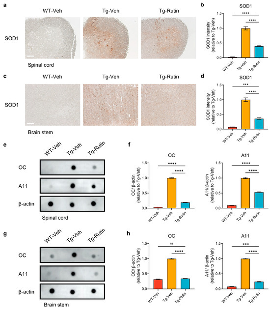 Rutin Ameliorates ALS Pathology by Reducing SOD1 Aggregation and ...