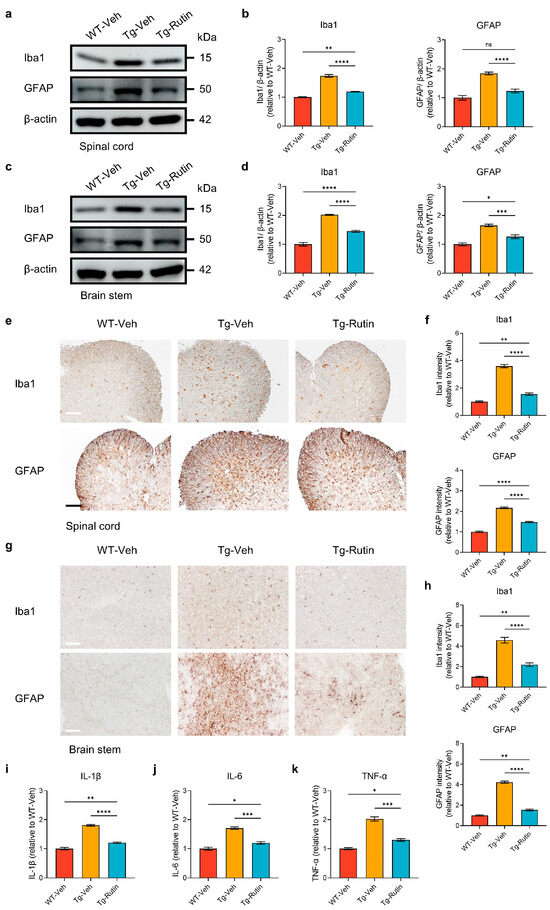 Rutin Ameliorates ALS Pathology by Reducing SOD1 Aggregation and ...