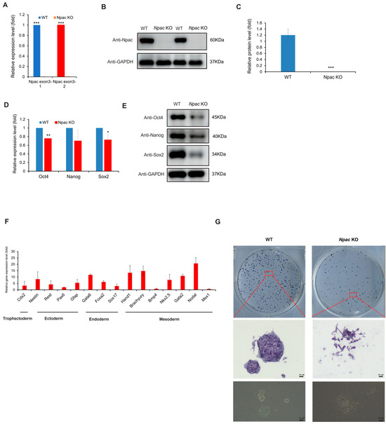 Npac Regulates Pre-mRNA Splicing in Mouse Embryonic Stem Cells