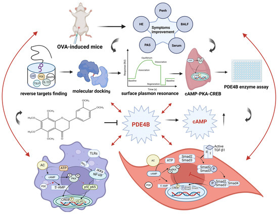 Nobiletin, as a Novel PDE4B Inhibitor, Alleviates Asthma Symptoms by ...
