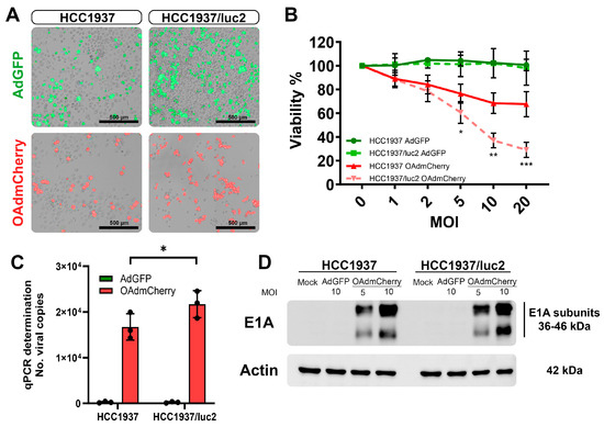 Establishment of Translational Luciferase-Based Cancer Models to ...