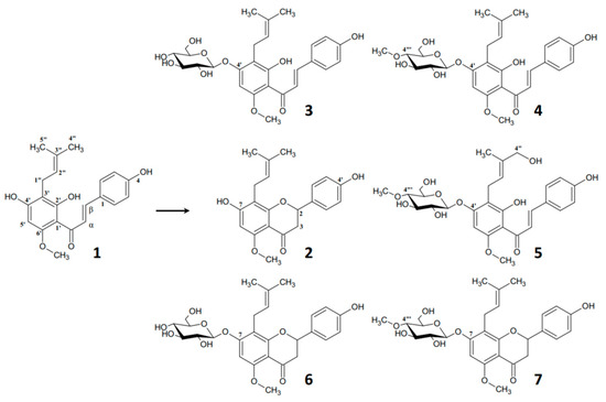 Biotransformation of Xanthohumol by Entomopathogenic Filamentous Fungi