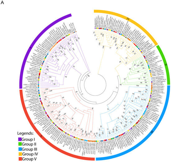 Characterization, Evolution, Expression and Functional Divergence of ...