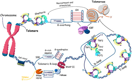 Telomere Reprogramming and Cellular Metabolism: Is There a Link?