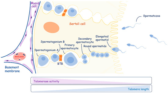 Telomere Reprogramming and Cellular Metabolism: Is There a Link?