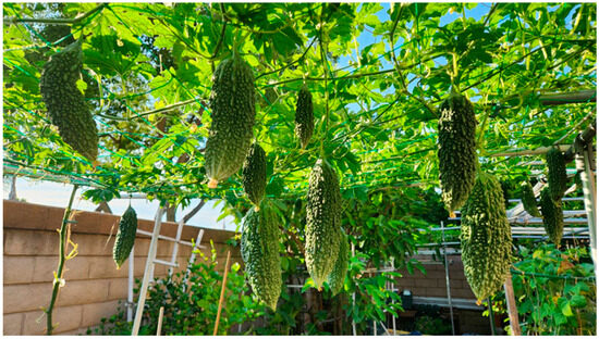 Therapeutic Potential of Momordicine I from Momordica charantia ...