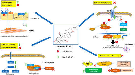 Therapeutic Potential of Momordicine I from Momordica charantia ...