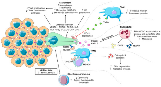 Leader Cells: Invade and Evade—The Frontline of Cancer Progression