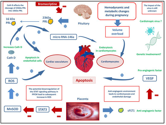 What Do We Know about Peripartum Cardiomyopathy? Yesterday, Today, Tomorrow