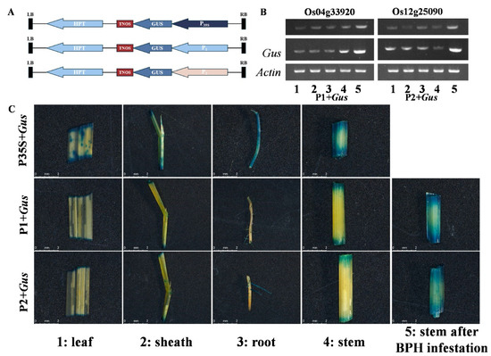 Identification, Cloning, and Characterization of Two Acupuncture-Injury ...