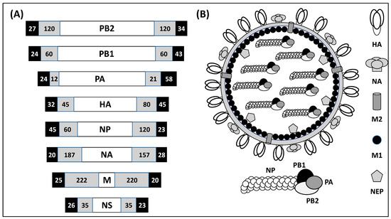 Recombinant Influenza A Viruses Expressing Reporter Genes from the ...