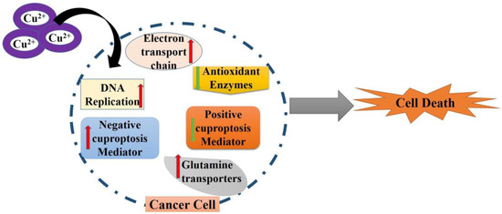 Review to Elucidate the Correlation between Cuproptosis-Related Genes ...