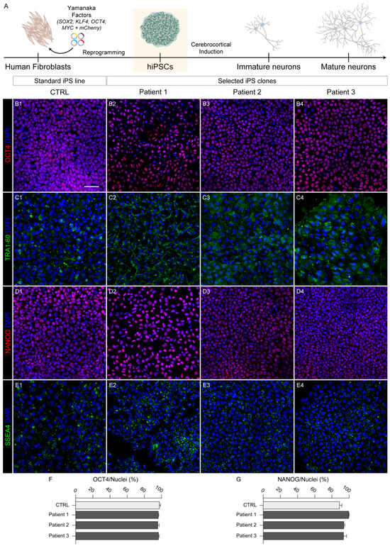 Generation and Characterization of hiPS Lines from Three Patients ...