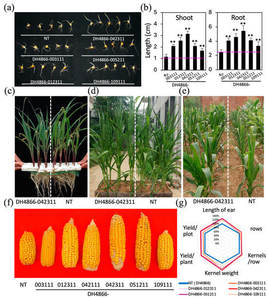 Breeding Maize Hybrids with Improved Drought Tolerance Using Genetic ...