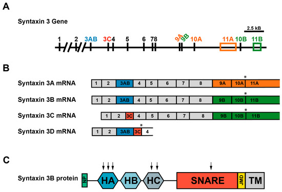 Syntaxin 3B: A SNARE Protein Required for Vision