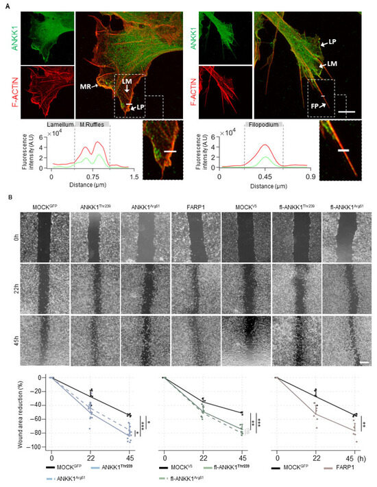ANKK1 Is a Wnt/PCP Scaffold Protein for Neural F-ACTIN Assembly