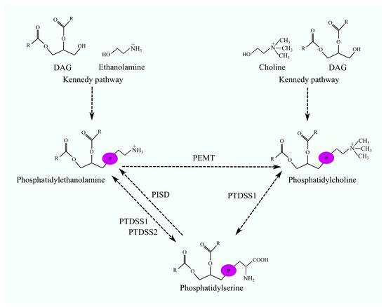 Biochemistry and Diseases Related to the Interconversion of ...