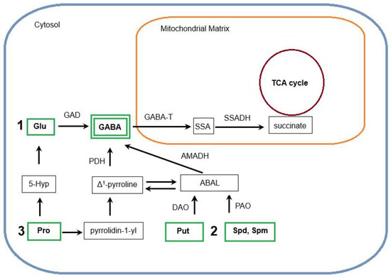 Relationship between the GABA Pathway and Signaling of Other Regulatory ...