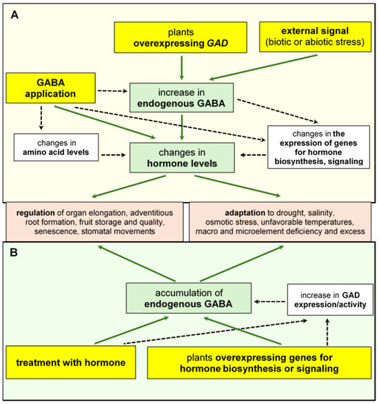 Relationship between the GABA Pathway and Signaling of Other Regulatory ...