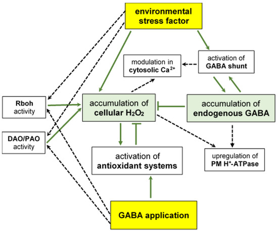 Relationship between the GABA Pathway and Signaling of Other Regulatory ...