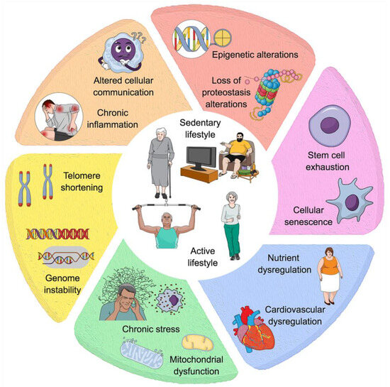 The Hidden Dangers of Sedentary Living: Insights into Molecular ...