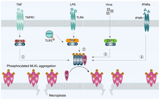 Induced Necroptosis and Its Role in Cancer Immunotherapy