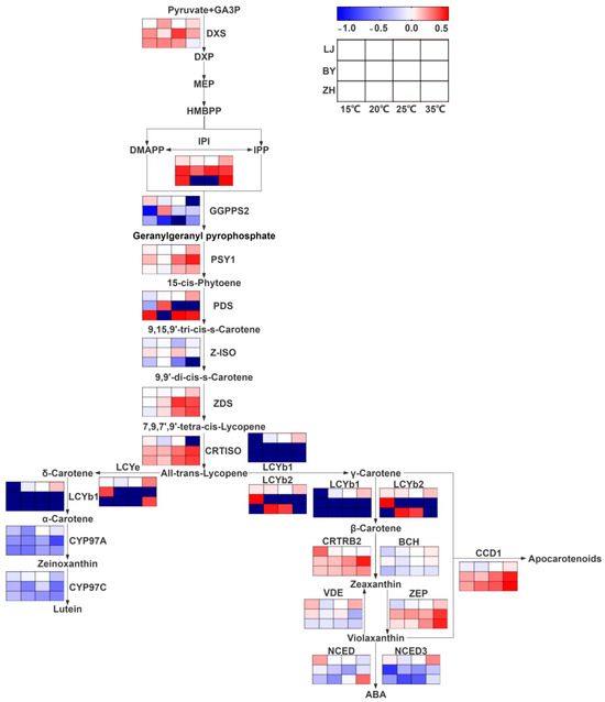 Chlorophyll and Carotenoid Metabolism Varies with Growth Temperatures ...