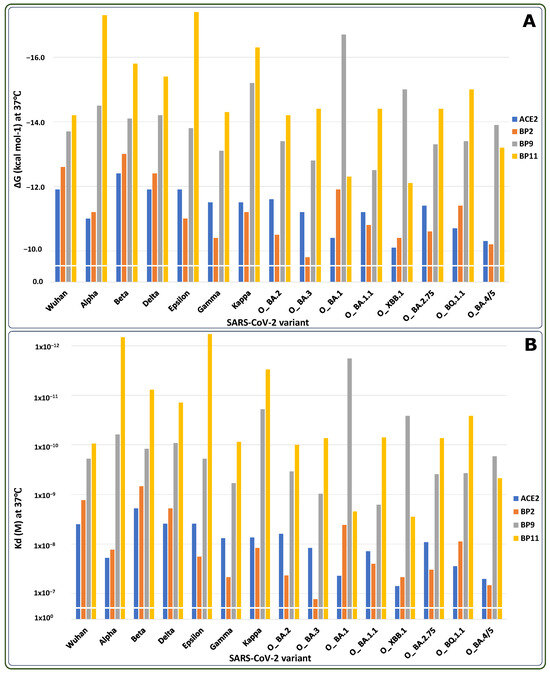 In Silico Design of miniACE2 Decoys with In Vitro Enhanced ...