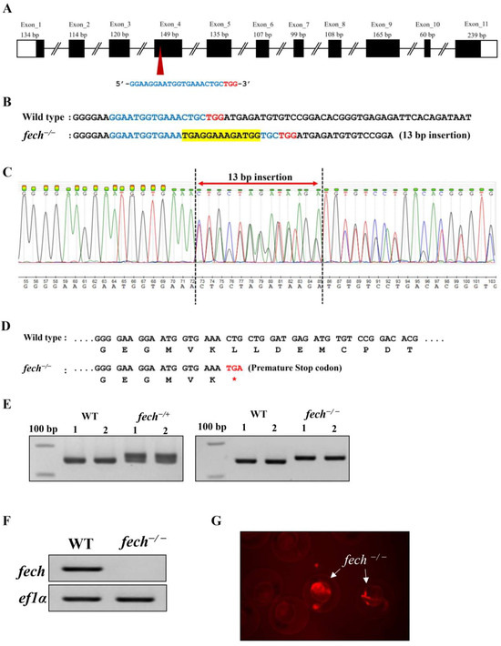 CRISPR/Cas9-Mediated fech Knockout Zebrafish: Unraveling the ...