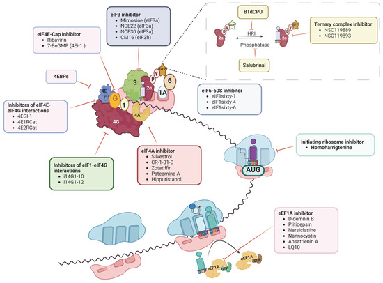 Exploiting Translation Machinery for Cancer Therapy: Translation ...