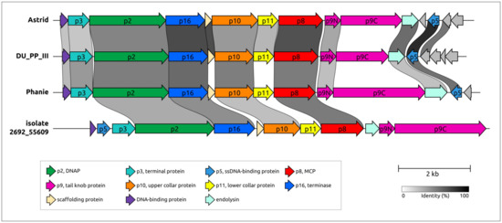 Origin, Evolution and Diversity of φ29-like Phages—Review and ...