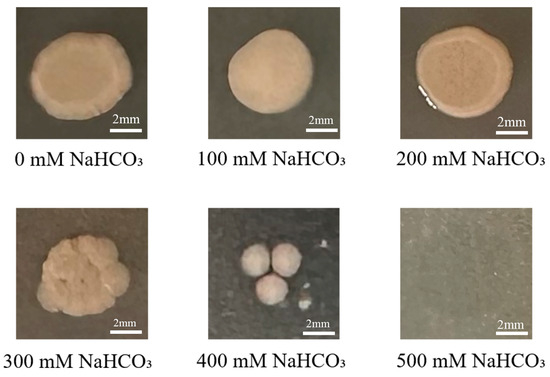 Maize Endophytic Plant Growth-Promoting Bacteria Peribacillus simplex ...
