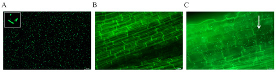 Maize Endophytic Plant Growth-Promoting Bacteria Peribacillus simplex ...