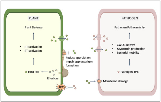 Polyamines in Plant–Pathogen Interactions: Roles in Defense Mechanisms ...