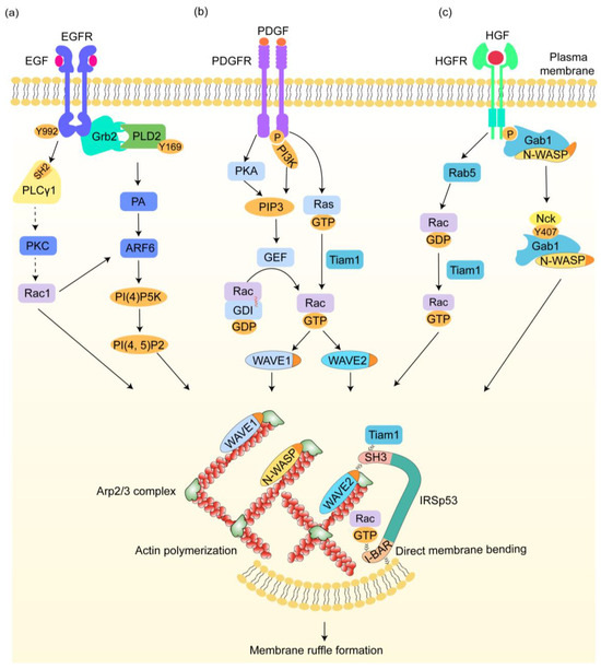 Membrane Ruffles: Composition, Function, Formation and Visualization