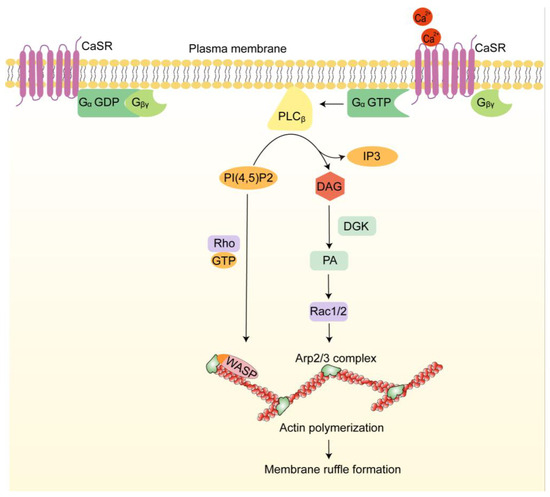 Membrane Ruffles: Composition, Function, Formation and Visualization