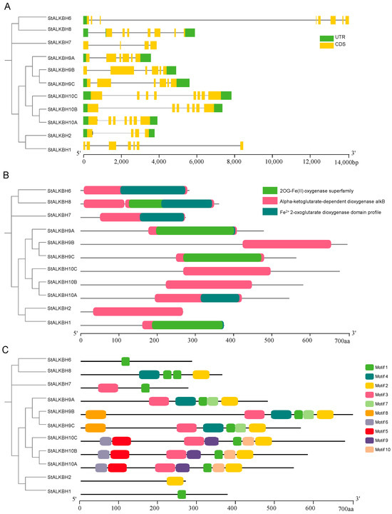 Genome-Wide Identification and Expression Analysis of the ALKB Homolog ...