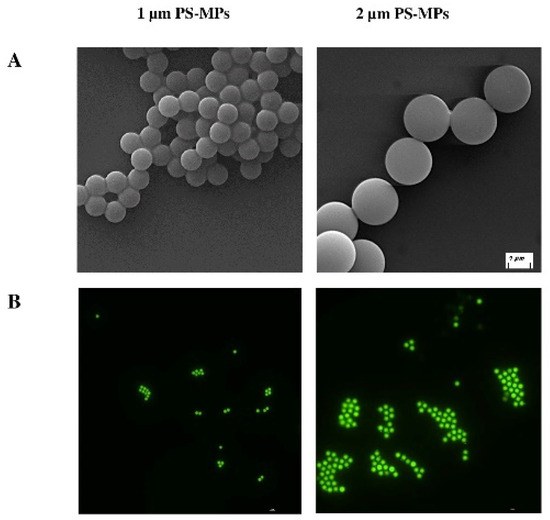 Bioaccumulation Rate of Non-Biodegradable Polystyrene Microplastics in ...