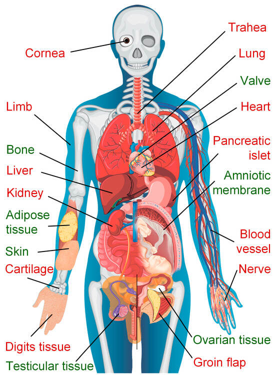 Current State and Challenges of Tissue and Organ Cryopreservation in ...