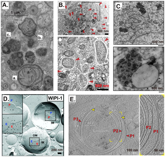 The Knowns and Unknowns of Membrane Features and Changes During ...