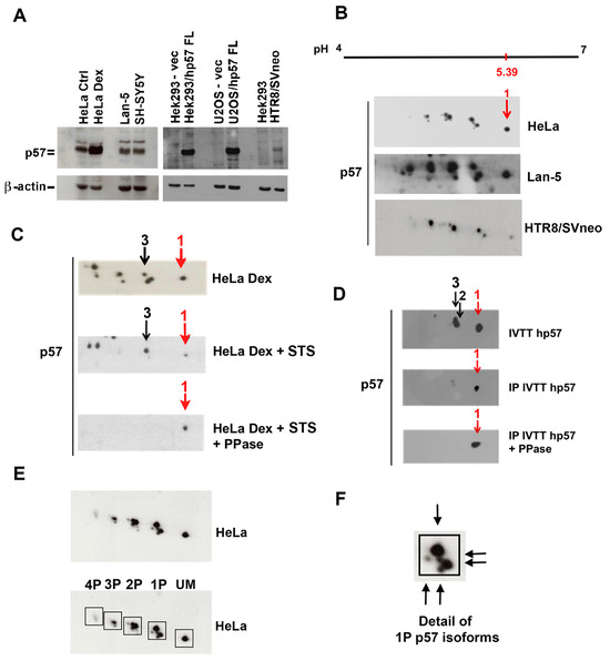 p57Kip2 Phosphorylation Modulates Its Localization, Stability, and ...