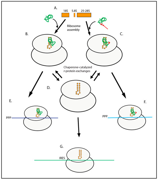Ribosome Structural Changes Dynamically Affect Ribosome Function