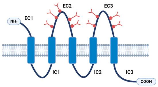 Interconnection of CD133 Stem Cell Marker with Autophagy and Apoptosis ...